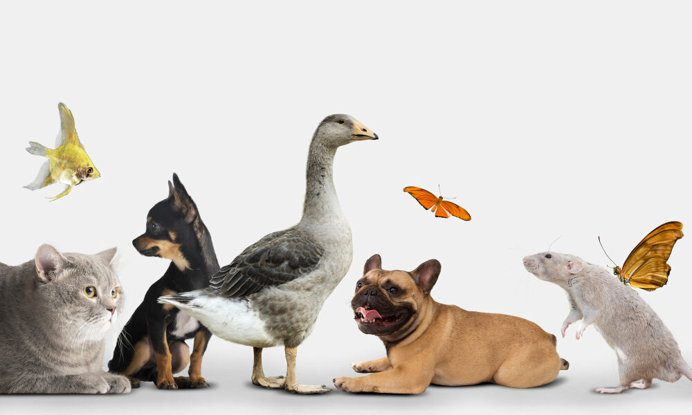 Animais ajudam no tratamento de pessoas doentes - Saaudee